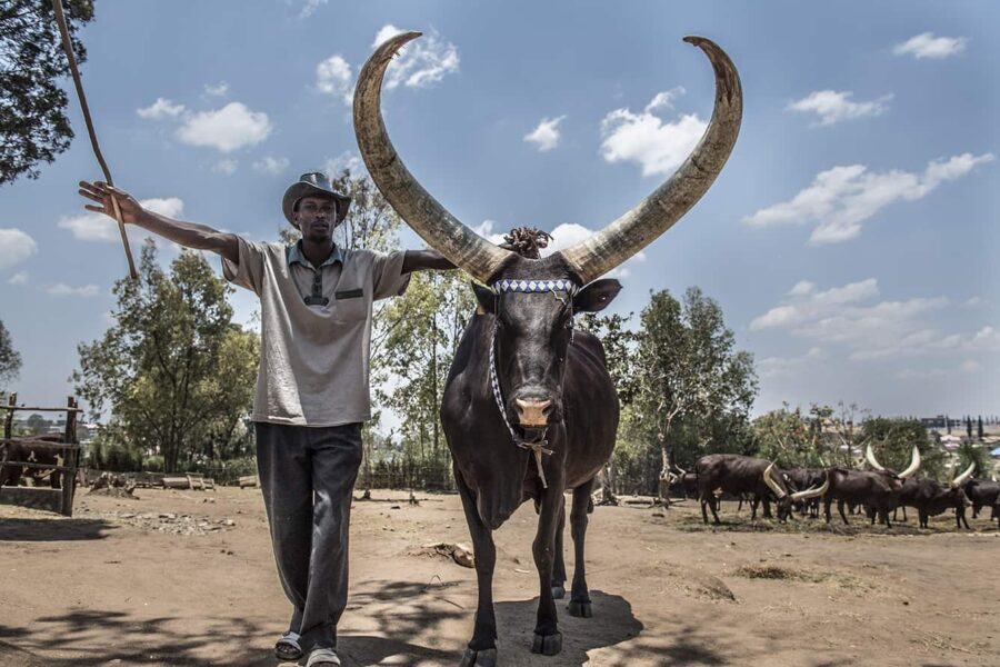 6 Questions for Wildlife Photographer Trai Anfield