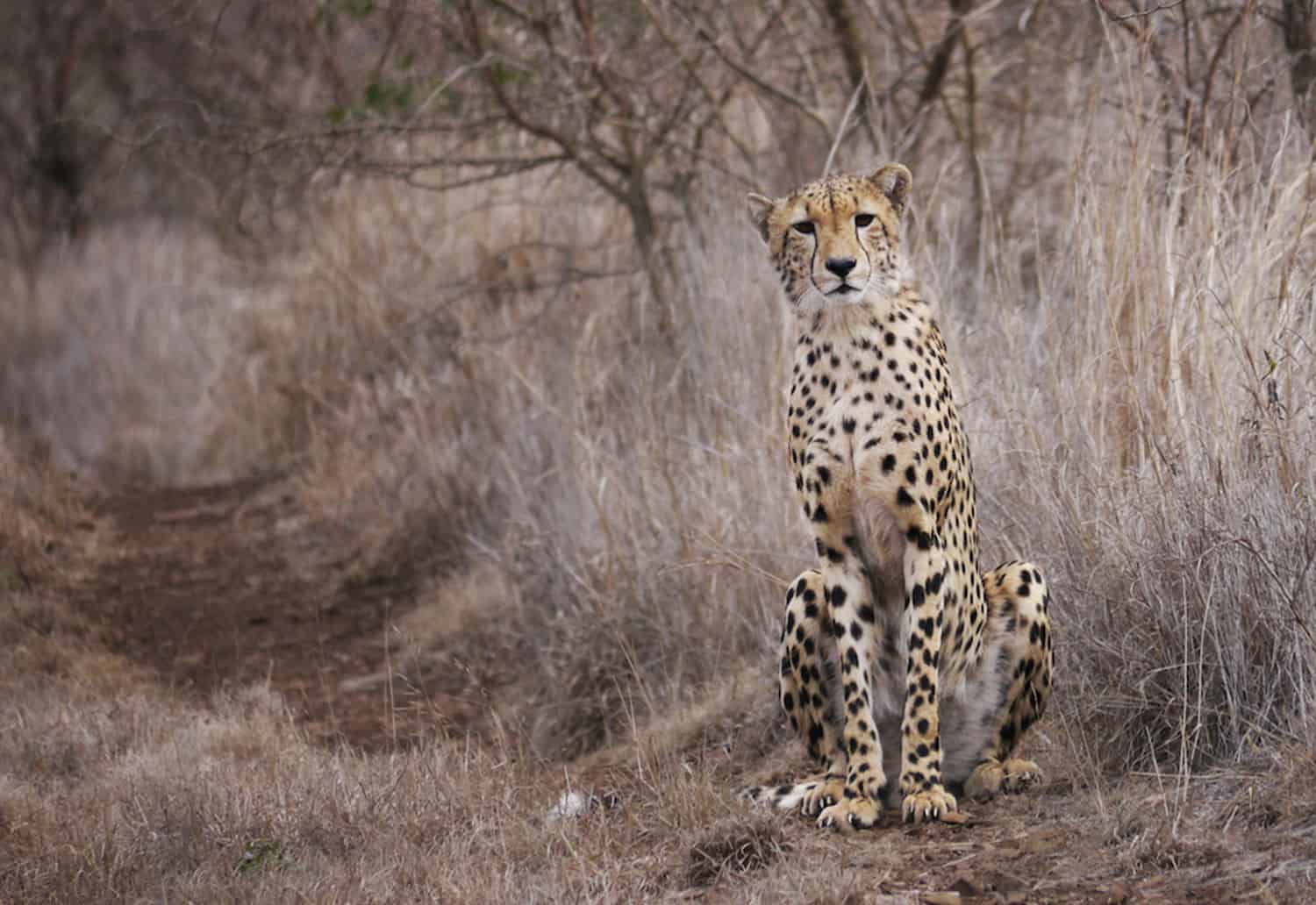 Wildlife Photography & Conservation Volunteer Project