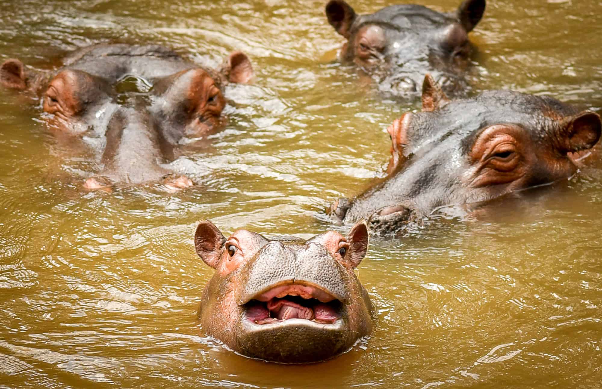 Uganda Wildlife Photography Workshop - Penda Photo Tours