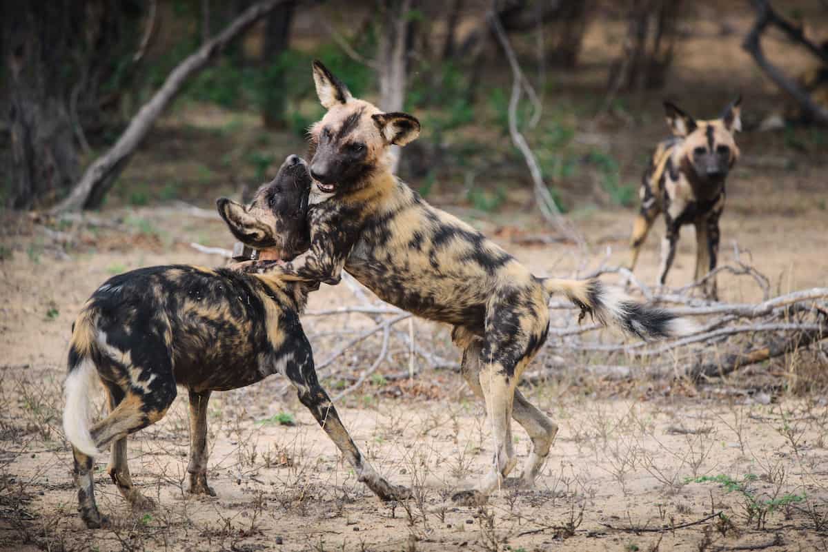 Behind the Lens: African Wild Dog Photography - Penda Photo Tours