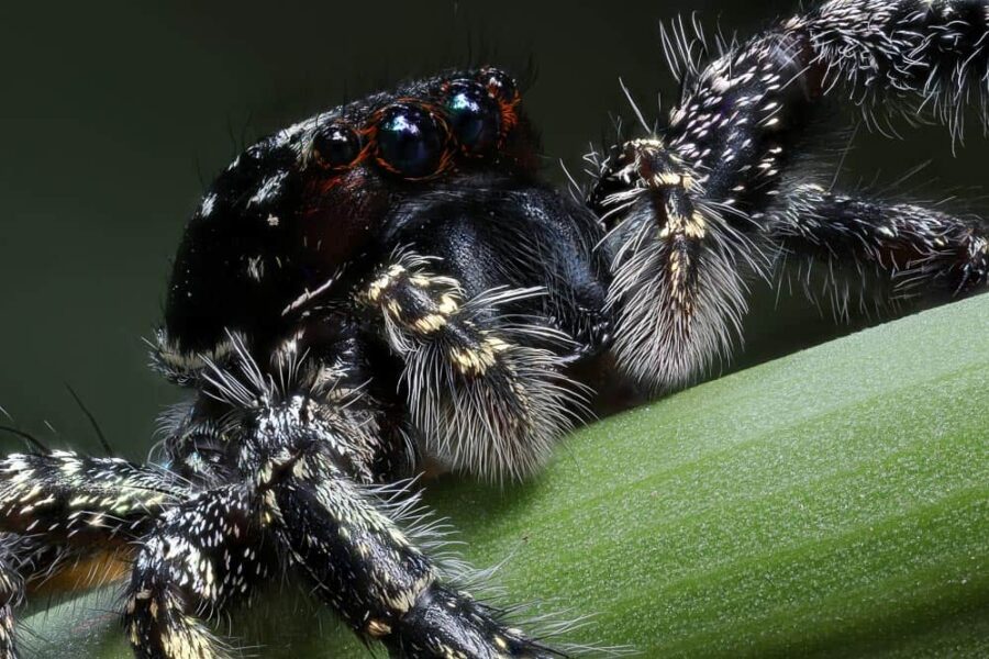 6 Questions for Wildlife Photographer Mark Fernley