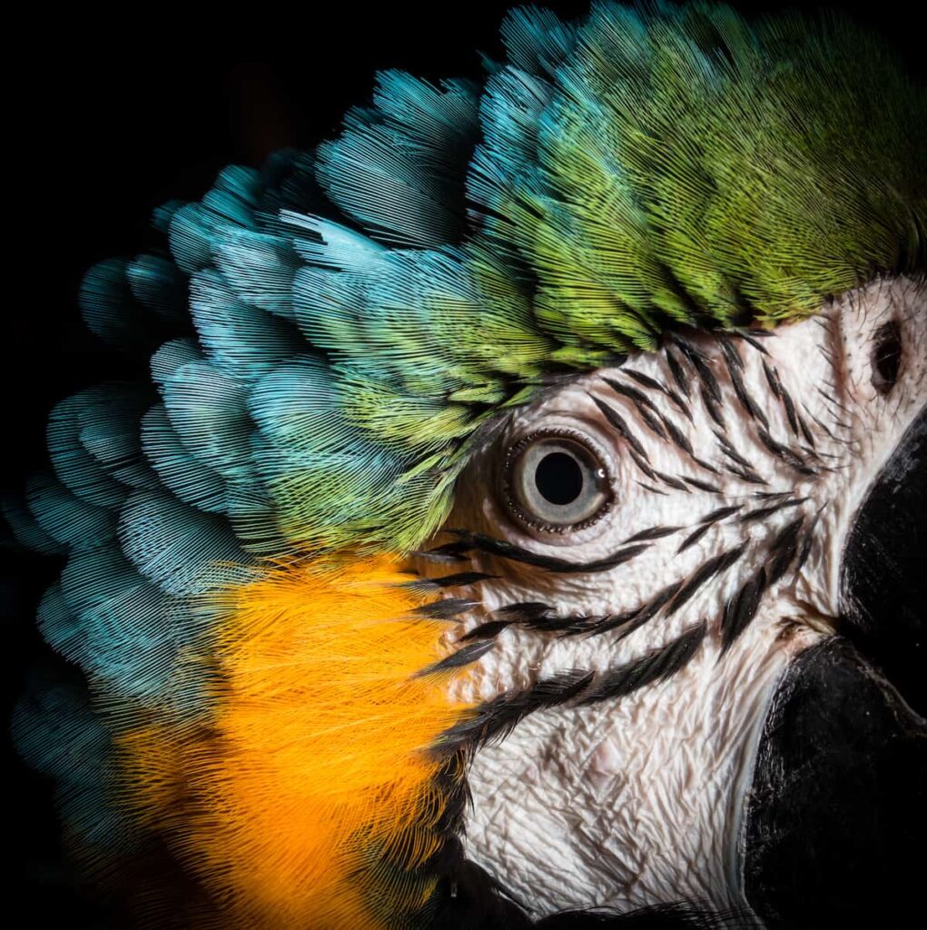 6 Questions for Wildlife Photographer Mark Fernley