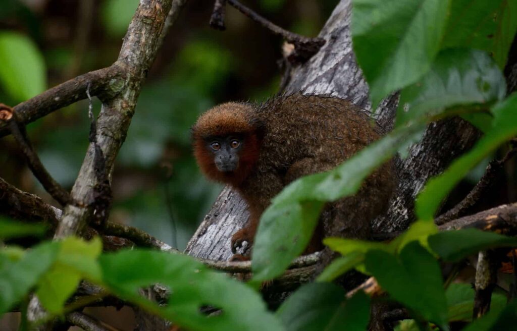 Amazon Rainforest Photography Highlights - Penda Photo Tours