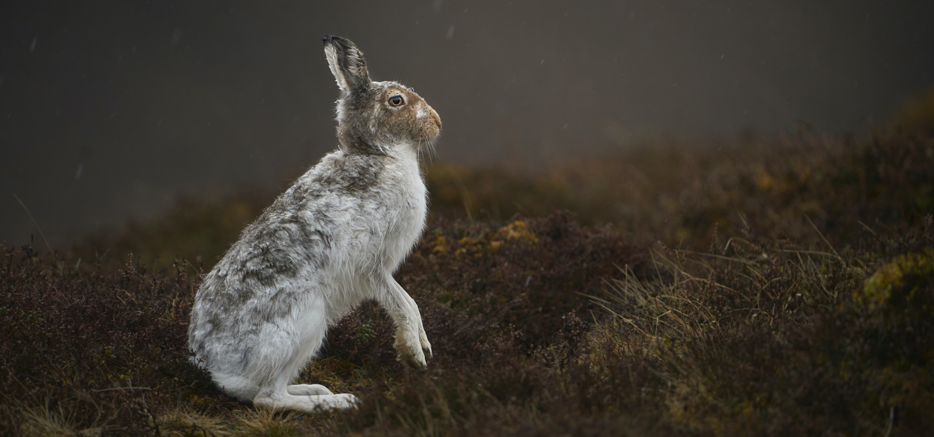 Mountain Hare Photography Workshop Scotland - What to Expect