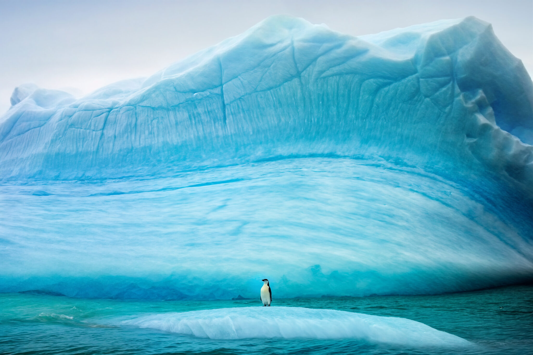 Travel Photo Competition Finalists - Wildlife Category