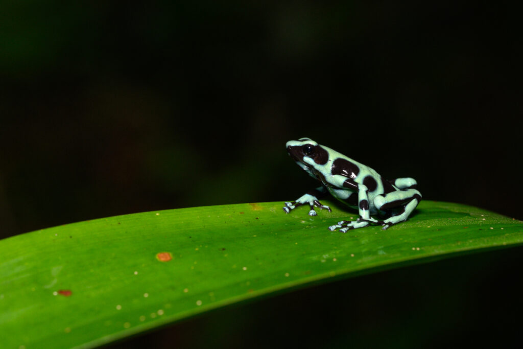 Mastering Low-Light Photography in Costa Rica’s Rainforests